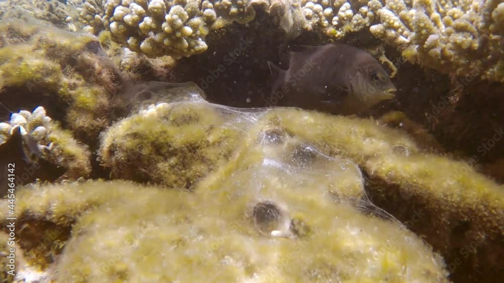 Group of Farmerfish protects the territory and burrows in the coral ...