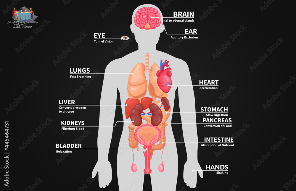 human body anatomy Stock Illustration | Adobe Stock