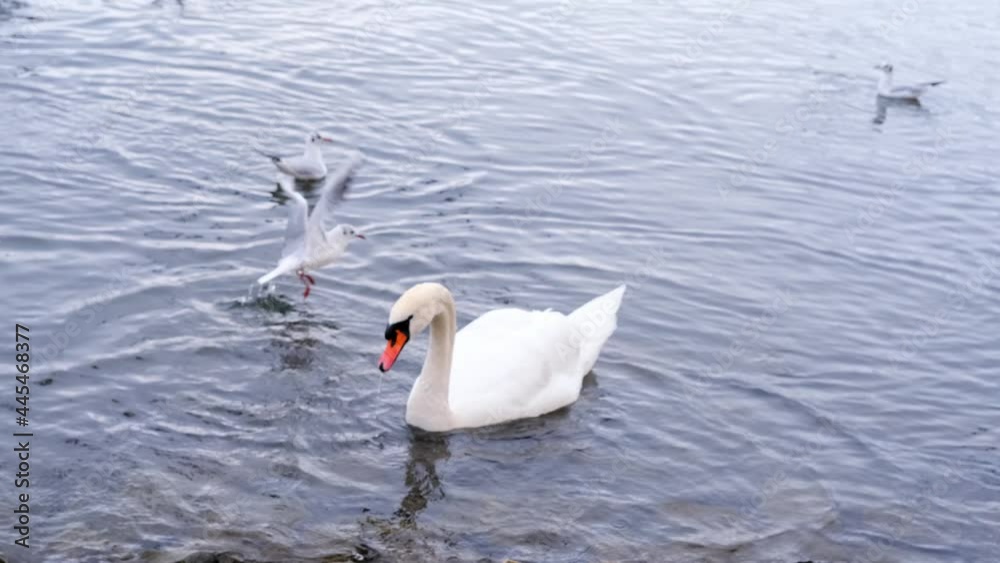 white swan, Cygnus, anseriformes of the duck family swims among ...