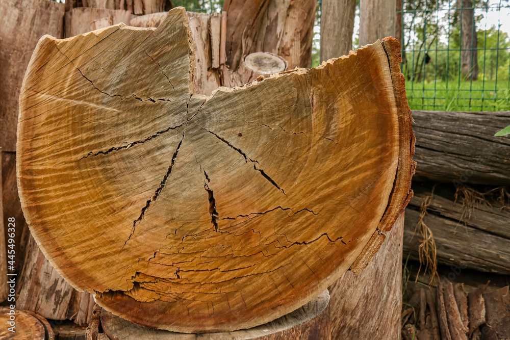 Corte de troncos de árbol. Stock Photo | Adobe Stock Corte de troncos de árbol. Stock Photo | Adobe Stock