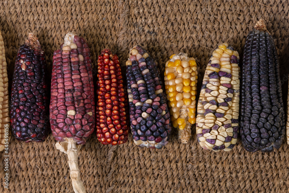 Maiz criollo mexicano Stock Photo | Adobe Stock
