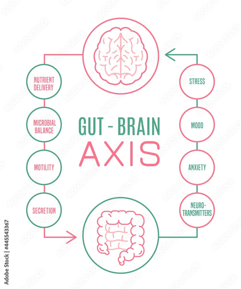 Gut - Brain AXIS vertical poster. Medical infographic. Stock Vector ...
