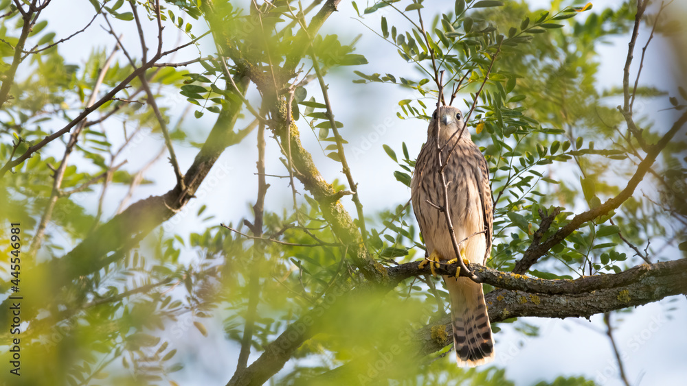 bird, natur, tier, wild lebende tiere, baum, adler, falco, ast ...