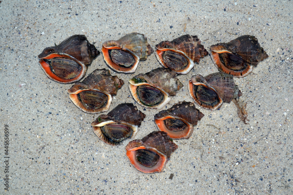 Rapana venosa, common name the veined rapa whelk or Asian rapa whelk ...