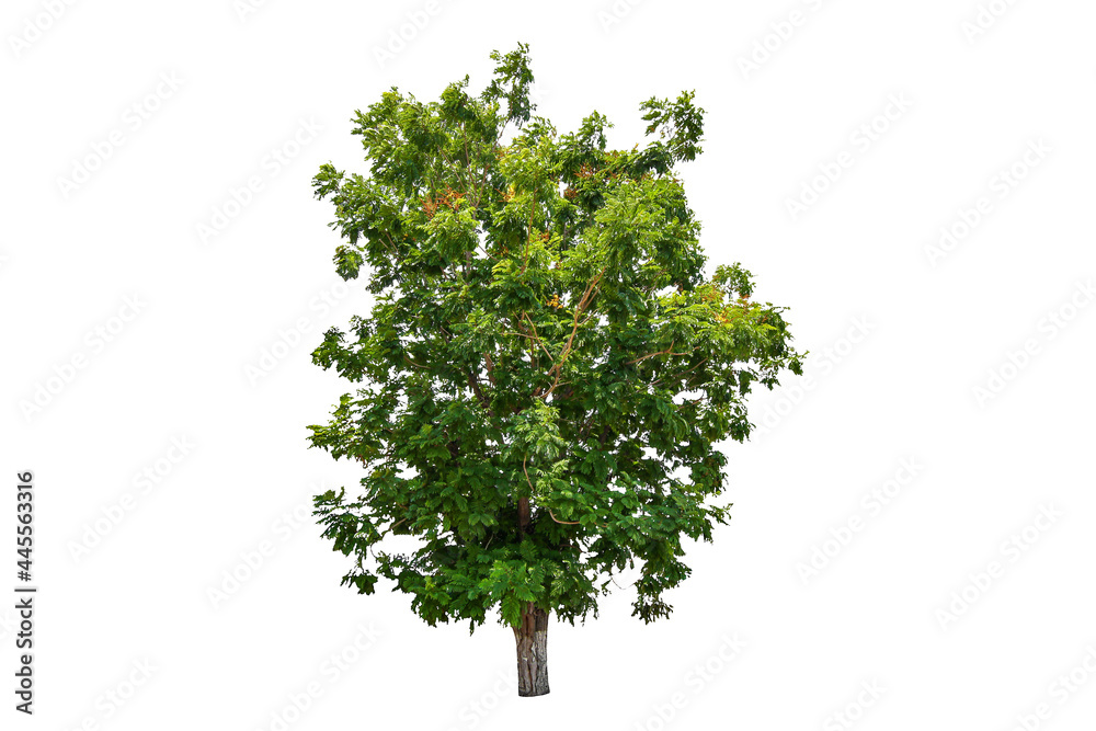 Tree real isolate die cut on white background with clipping path Stock ...