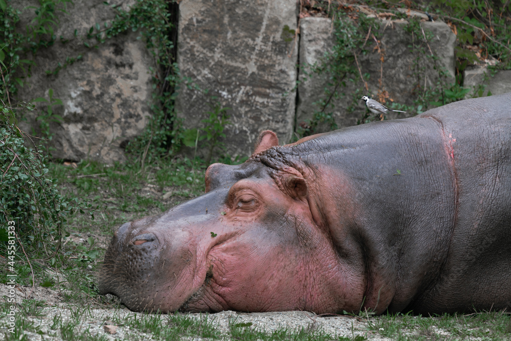 Hippopotamus, Hippopotamus amphibius, also called hippo, sleeps with ...