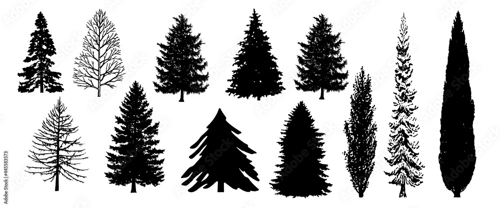 Evergreen Trees Drawing
