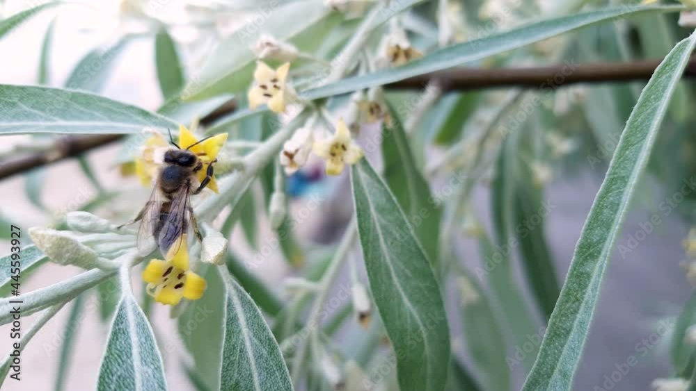 Russian olive tree branch with yellow flowers and bee macro. Elaeagnus ...