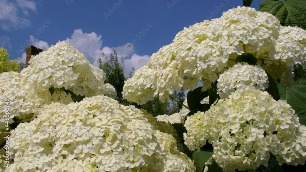 4K: Field of white small flowers of a plant with the scientific name ...