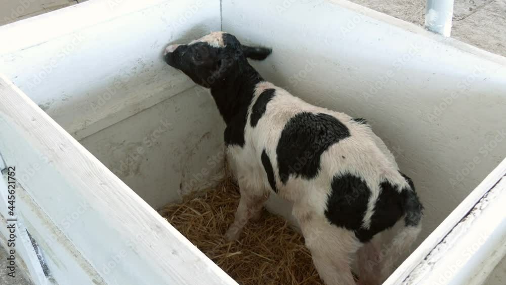 Calf in the cowshed in dairy farm. Black and white spotted young cow ...