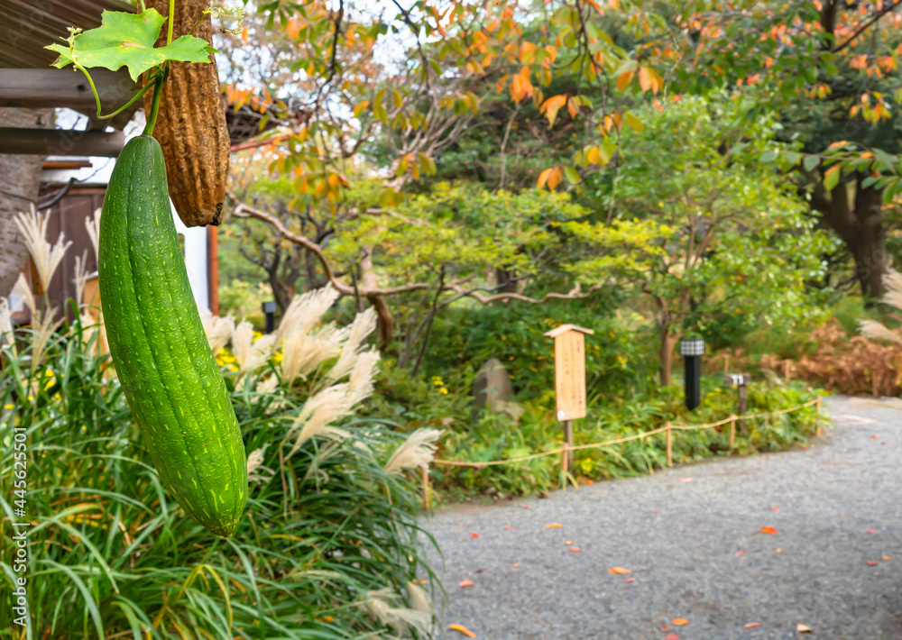 Closeup on a Japanese sponge gourd called hechima used to make natural ...