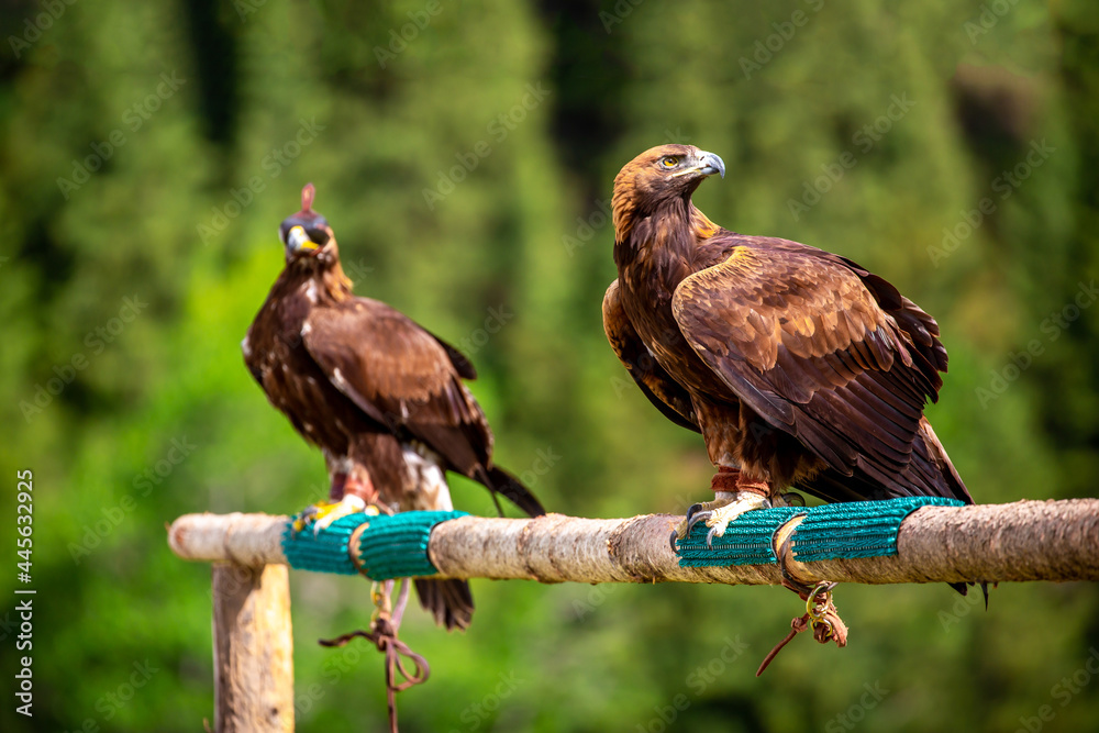 Bird Hunting Prey