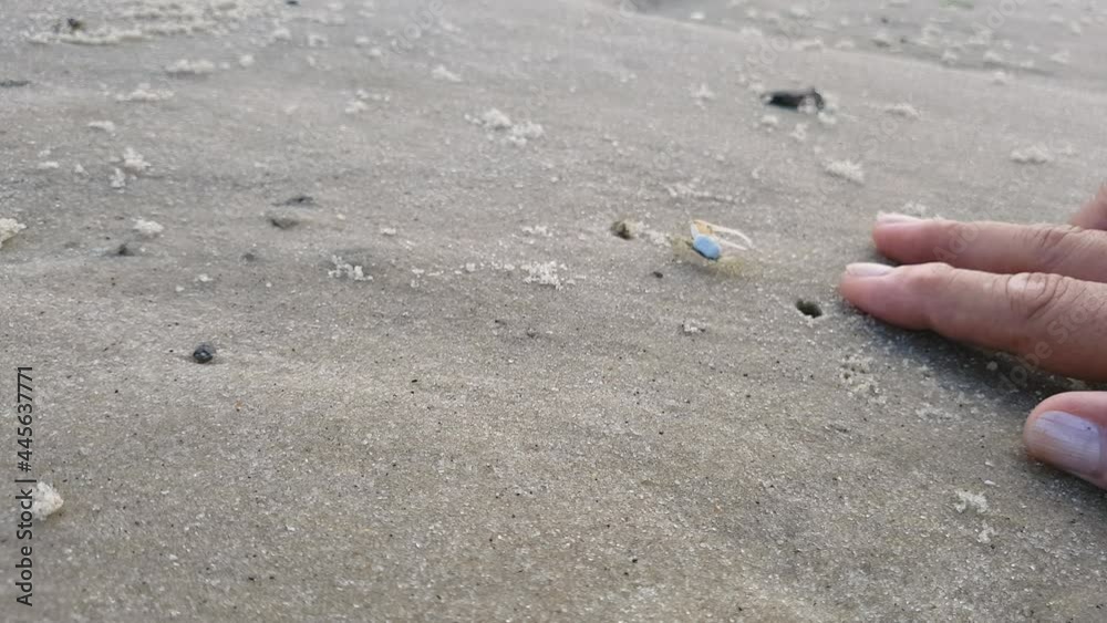 Two male fiddler crabs displaying large claws in the mangrove sand ...
