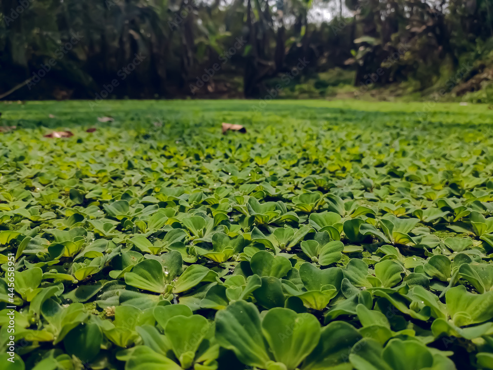 Azolla filiculoides is a species of Azolla, native to warm temperate ...