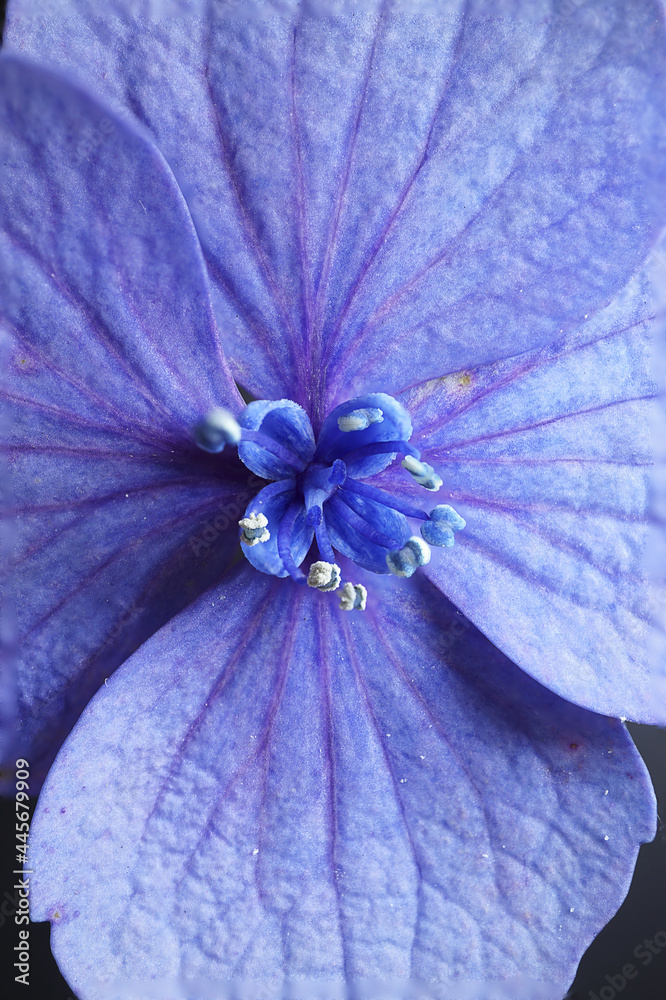 Rhododendron flower introduced shrub from the Himalayas now out of ...