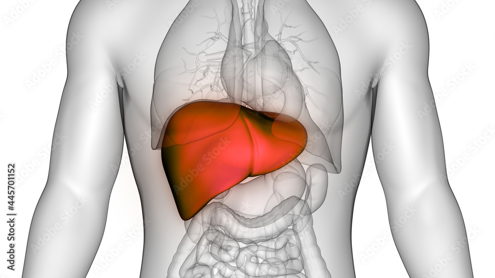 Human Internal Digestive Organ Liver Anatomy Stock Illustration | Adobe ...
