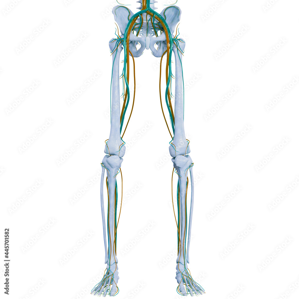 Human Skeleton System Bone Joints Anatomy Stock Illustration | Adobe Stock