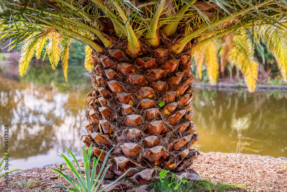 Poster The rough texture of a Palm Tree trunk, with old leaves pruned ...