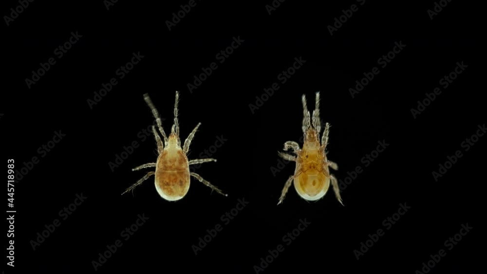 Predatory mite acari under a microscope, Parasitidae family, order ...