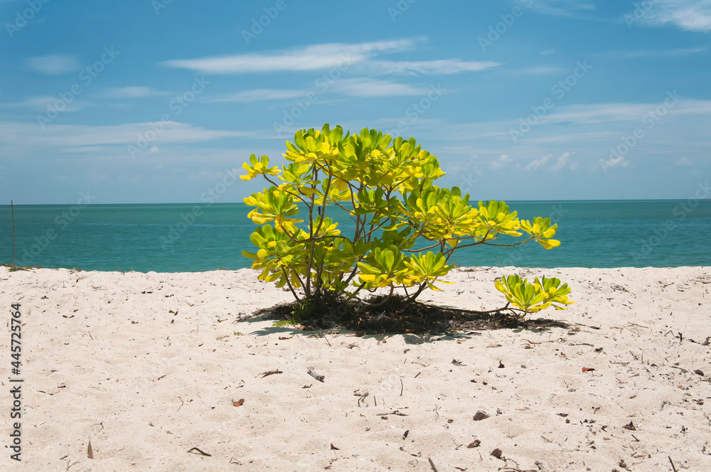 Terminalia catappa or beach almond Penang Malaysia Stock Photo | Adobe ...