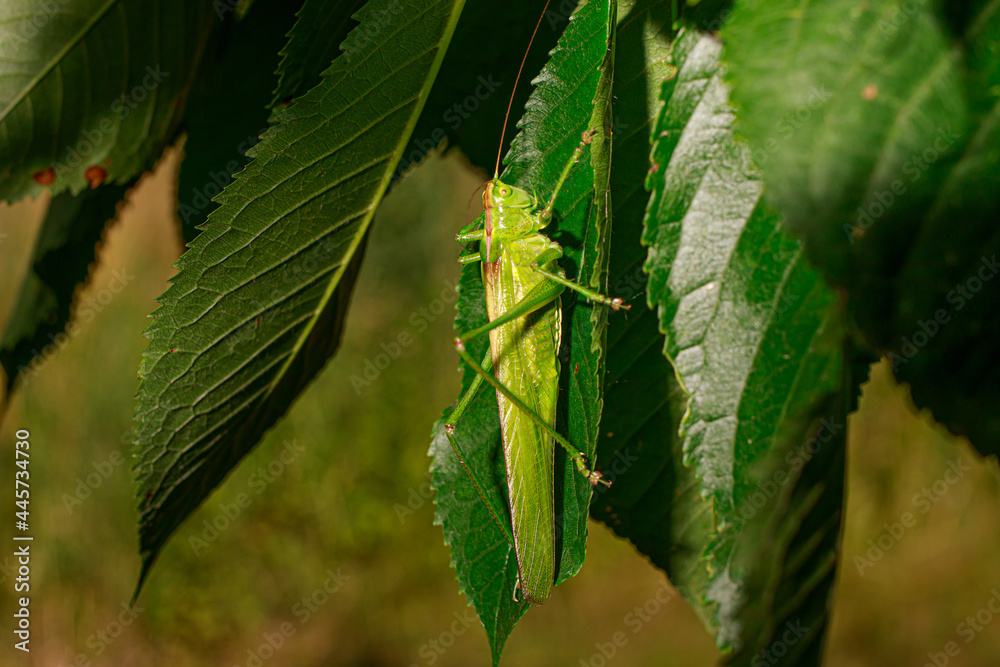 A green large real long-tailed grasshopper sits on a tree on the leaves ...