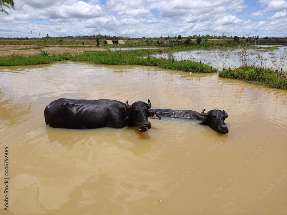 wild kate buffalo taking bath in pond water in summer day Stock Photo ...
