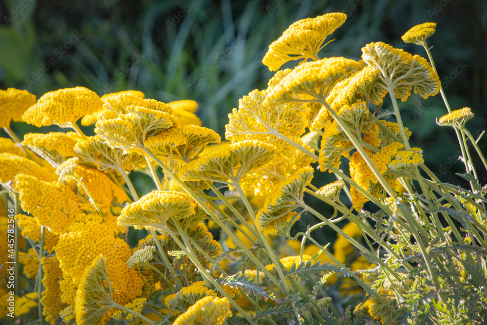 Yellow 'gold plate' yarrow flowers. Showing the underside texture ...