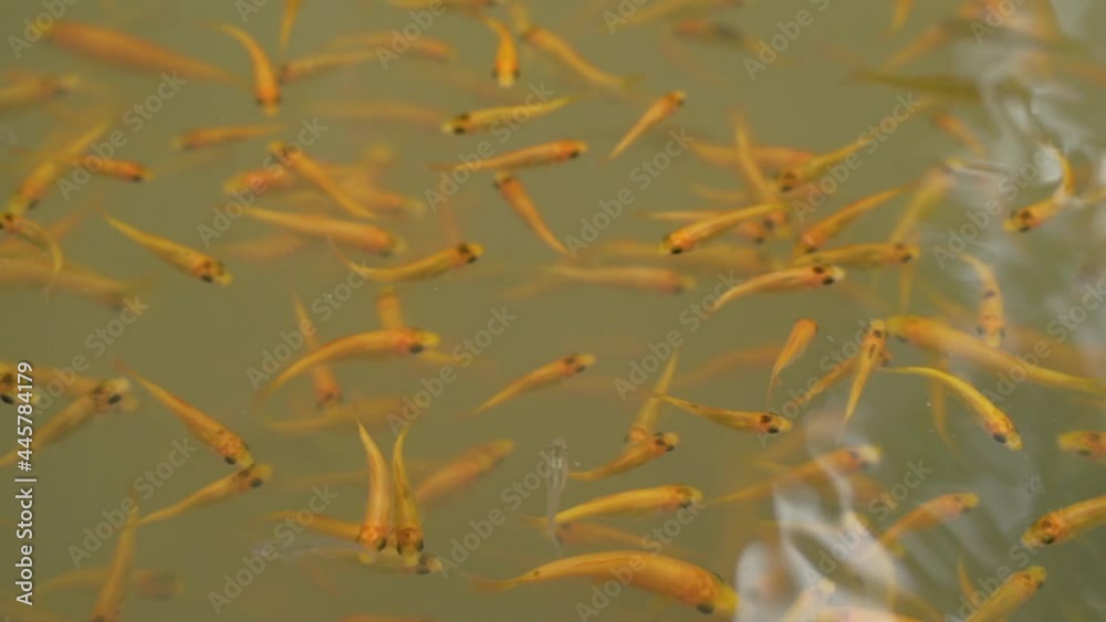 Fish spa pedicure wellness skin care treatment with the fish, also ...