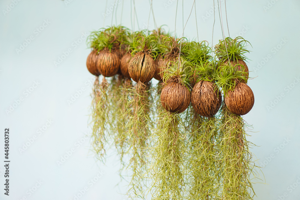 Hanging Spanish moss or Tillandsia plants is plant with no roots ...