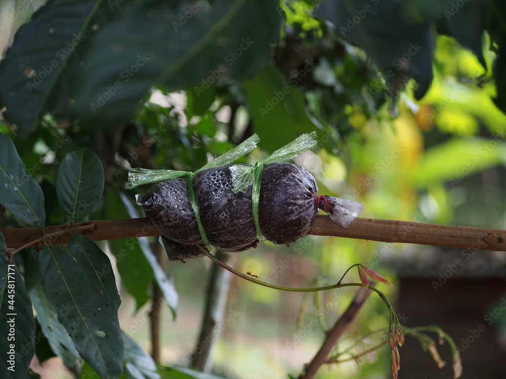 Grafting or Air layering technique for asexual reproduction of plant ...