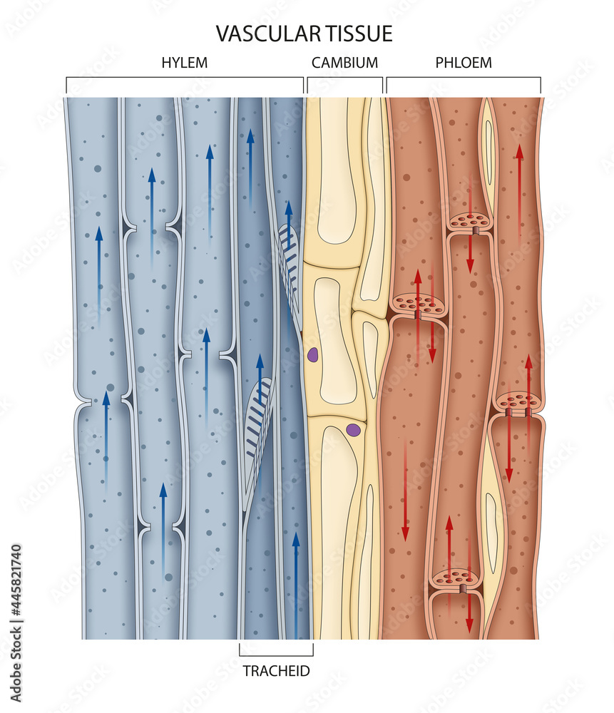 Vascular Tissue Xylem And Phloem