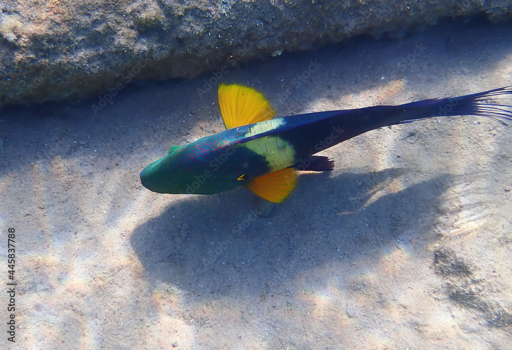 Male of broom-tail wrasse – Cheilinus lunulatus is inspecting coral ...