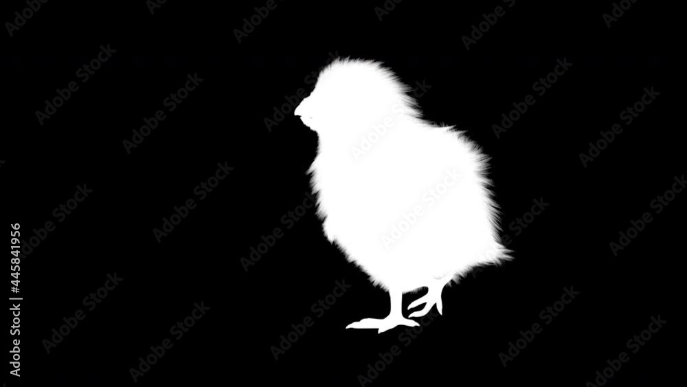 Chick Dancing CG fur. 3d rendering, animal realistic CGI VFX, Animation ...