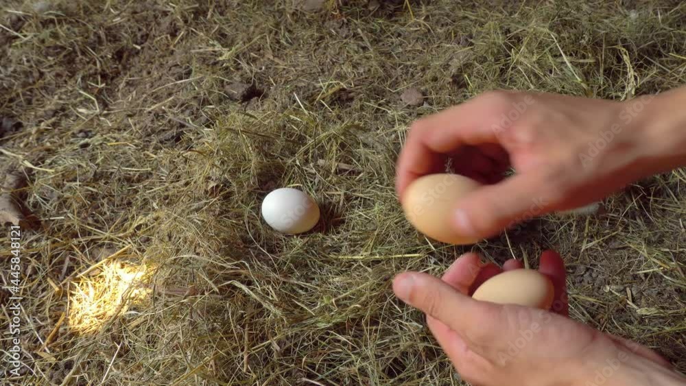 Rural life. A man's hand takes out chicken eggs from the nest in close ...