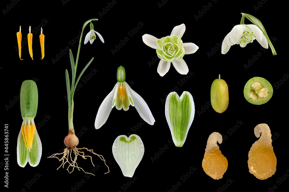 Kleines Schneeglöckchen (Galanthus nivalis ...