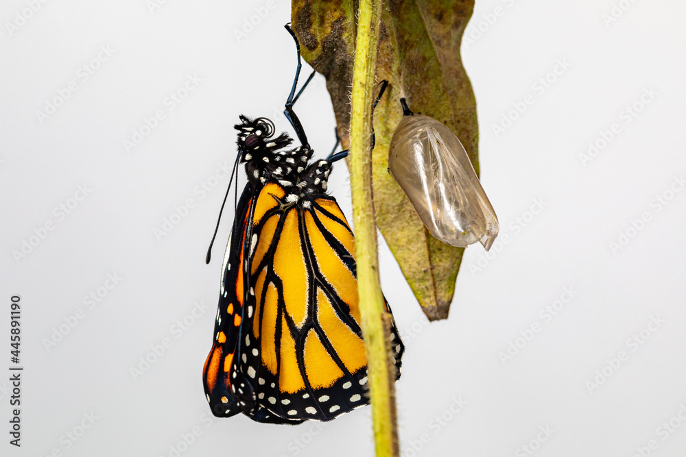Monarch butterfly just emerged from chrysalis completing the ...