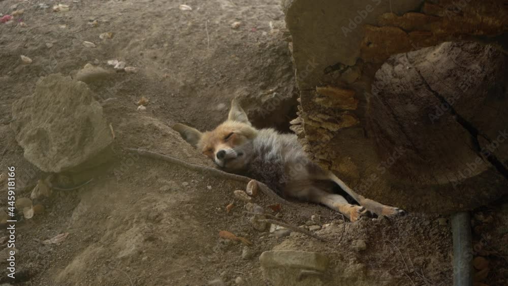 The fox cub sleeping in the cage, lifts its ears and opens its eyes ...