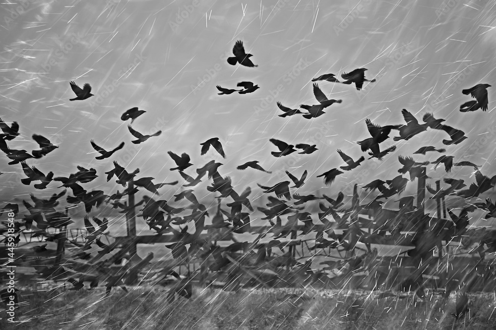 autumn landscape flying crows flock, stress concept autumn rain, flying ...