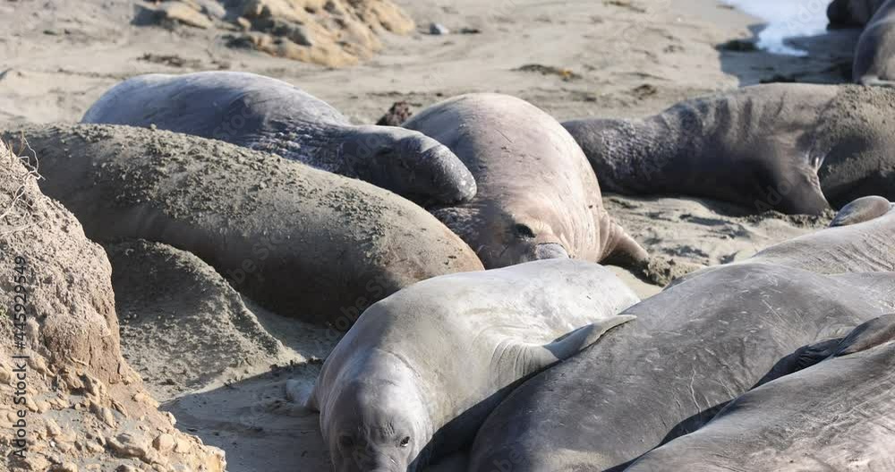Female Northern Elephant Seal galumphing or ungulating to move about on ...