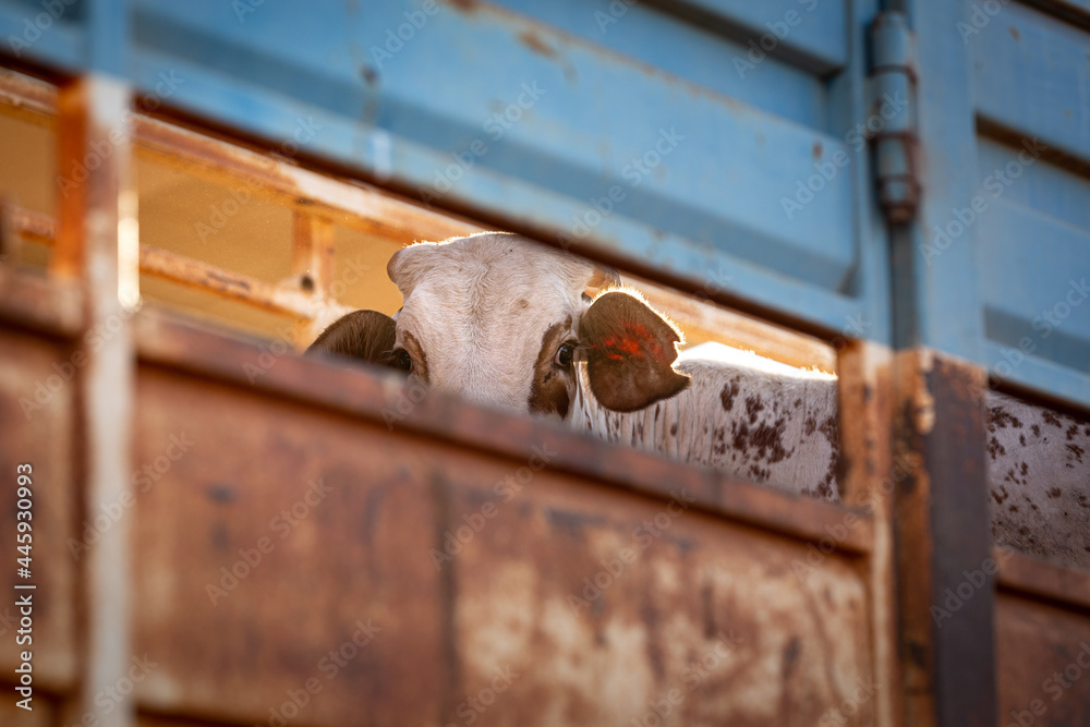 The bull in a cattle road train on a remote cattle station in Northern ...