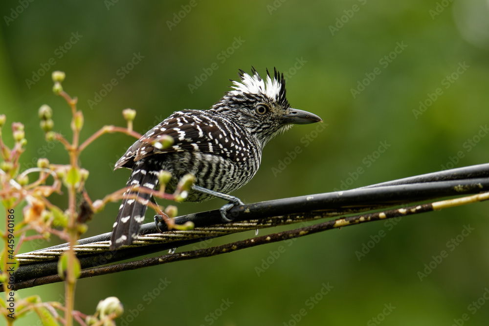 Barred Antshrike - Thamnophilus doliatus male passerine bird in the ...