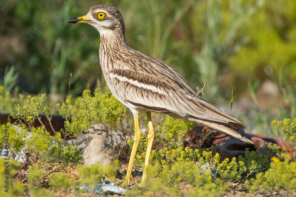 Eurasian Stone-curlew Burhinus oedicnemus with chick in the wild Stock ...