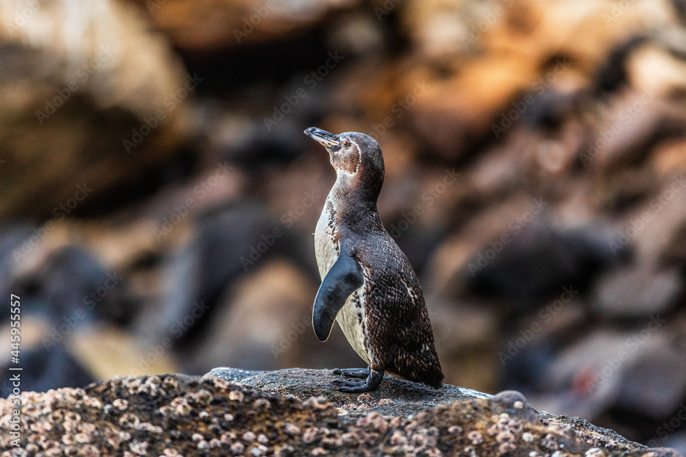 Galapagos penguin of Isabela Island, Galapagos Islands. Endangered ...