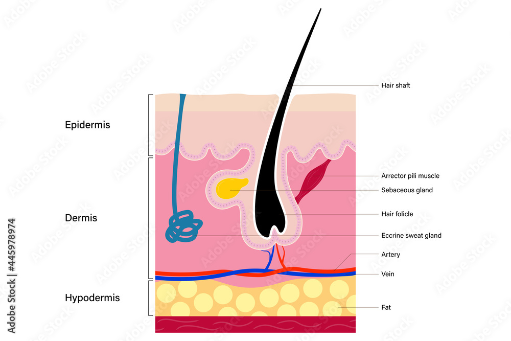 Human skin anatomy, hair and sebaceous gland Stock Vector | Adobe Stock