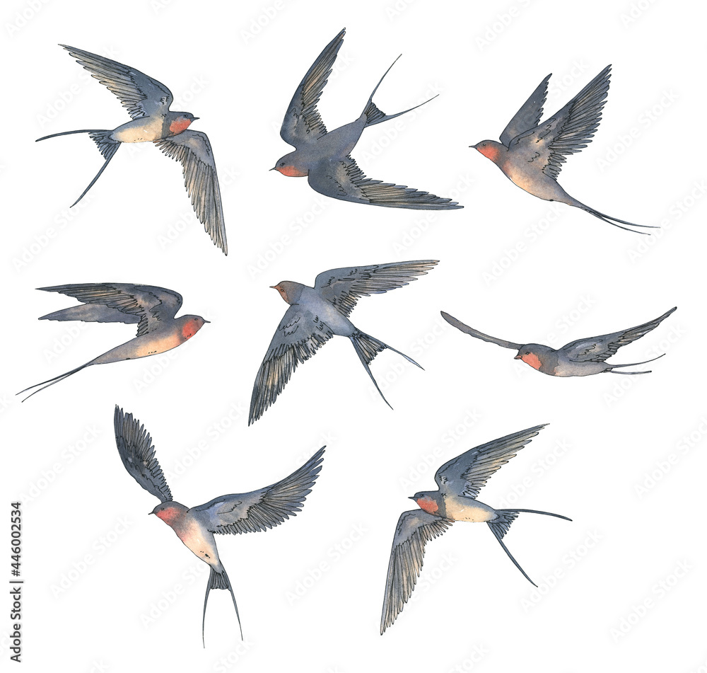 Hand drawn images watercolor floral bird clipart, Flying swallow clip ...