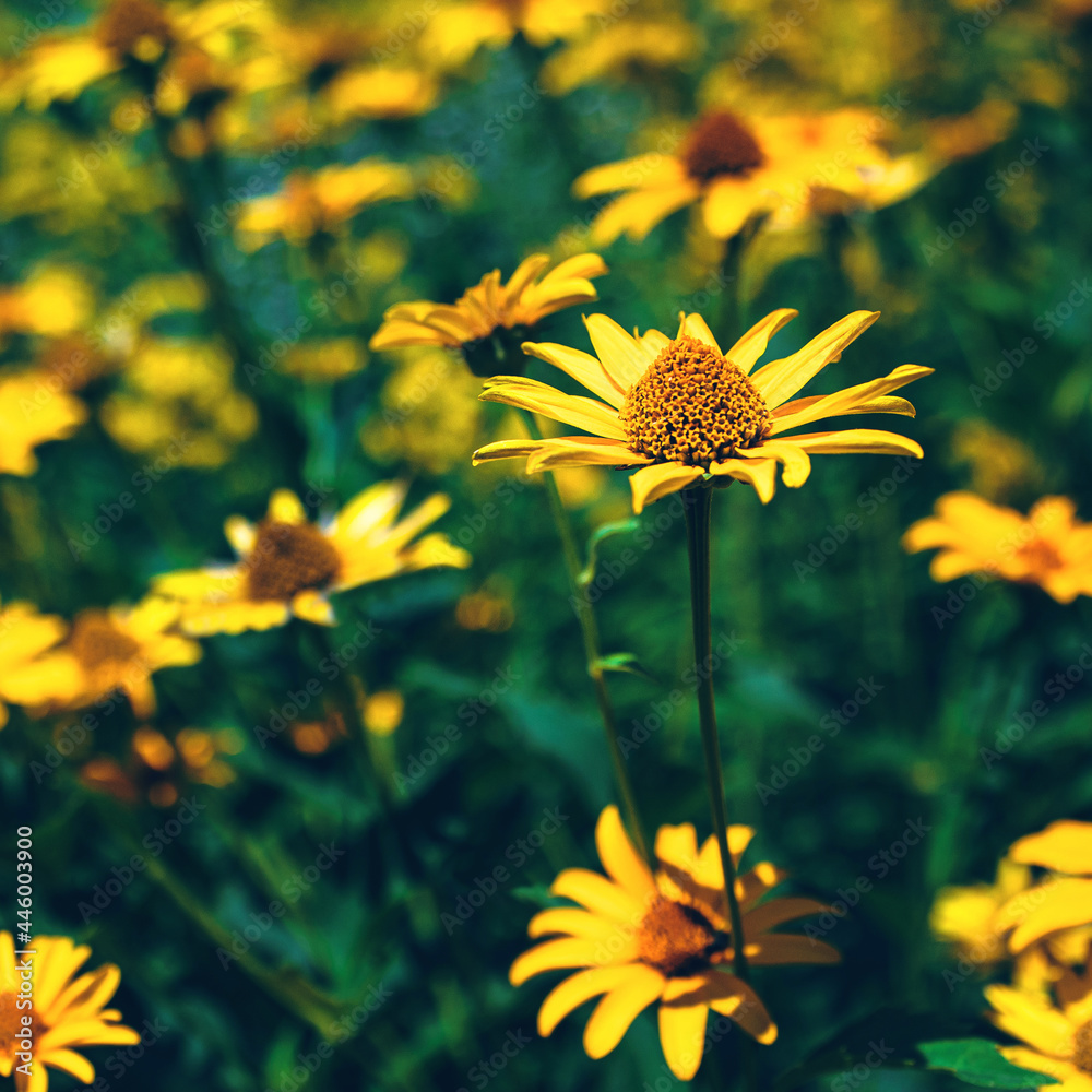 Foto de Closeup of false yellow sunflower (rough oxeye, Heliopsis ...