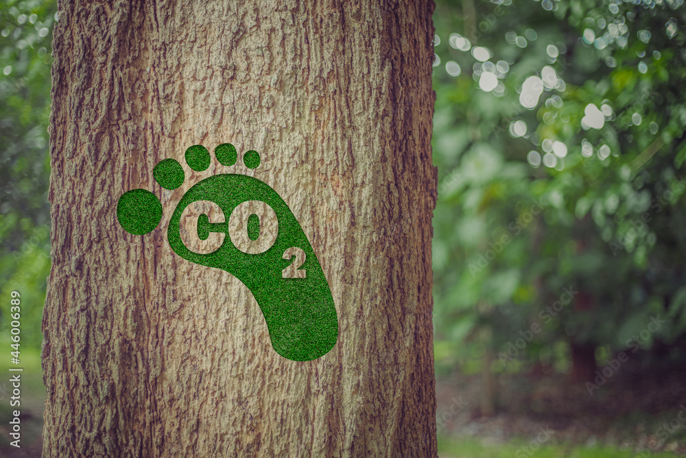 Footprint symbolizing a carbon footprint over tree in tropical nature ...