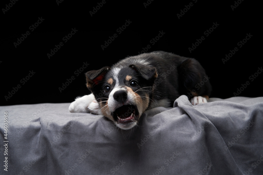 A Border Collie Who Bites