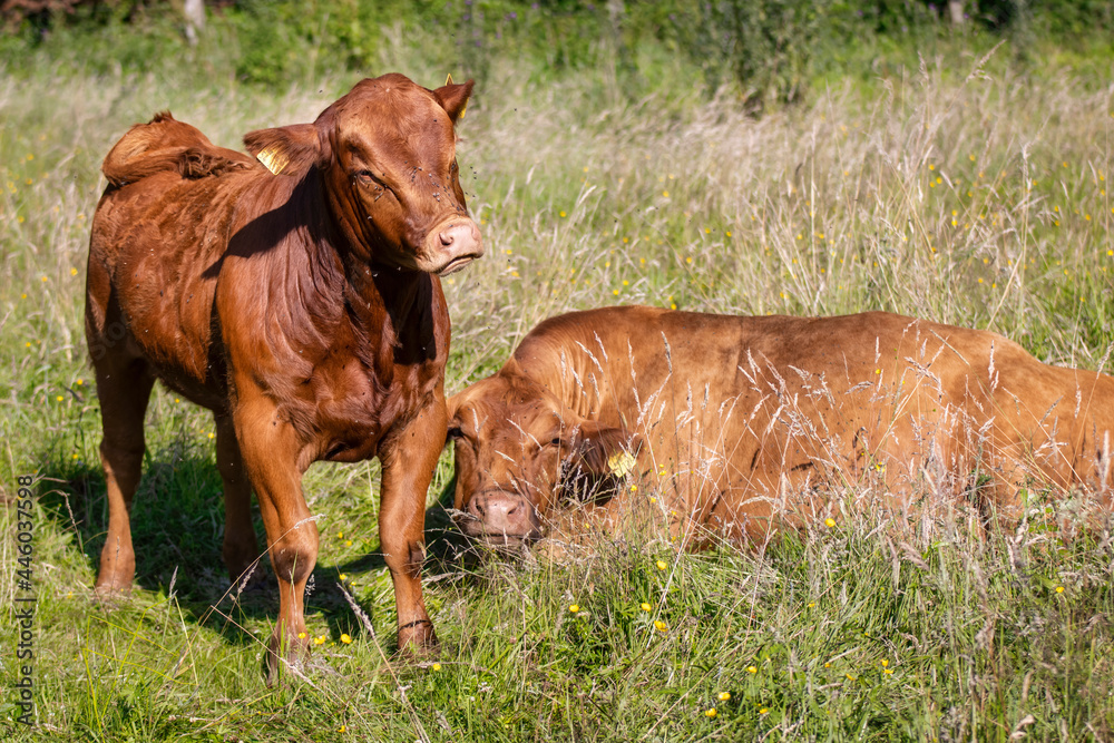 Poster Braunes Kalb auf einer Wiese stehend neben der liegenden ...