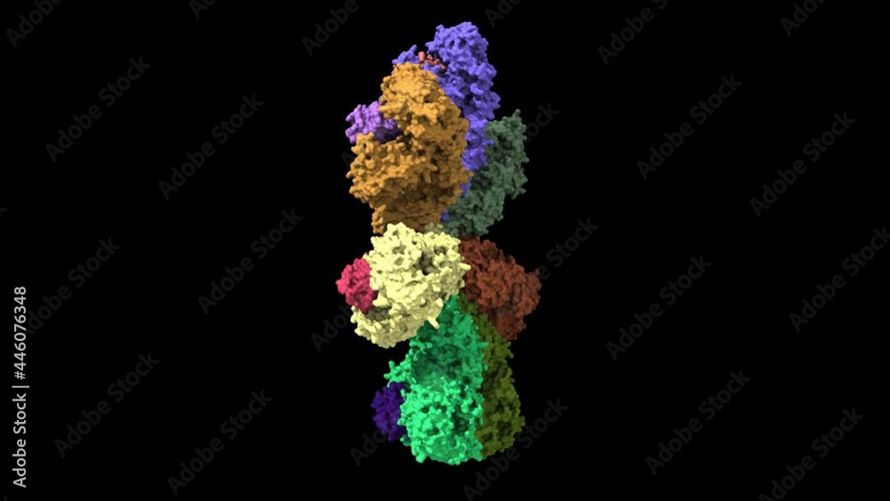 Structure of the Apaf-1 apoptosome with cytochrome C shown, based on ...